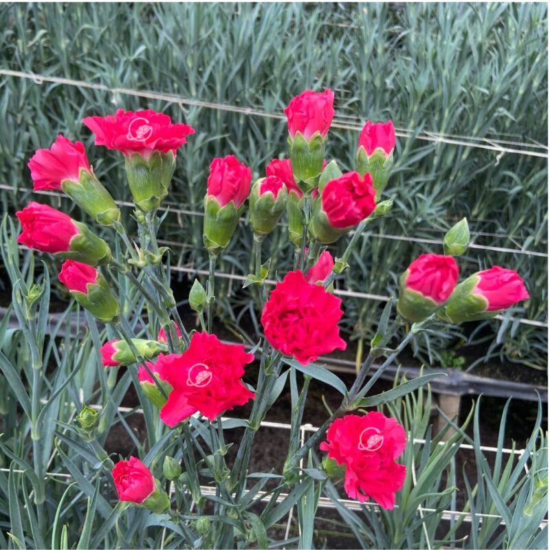 Spray Carnation – Geoflora