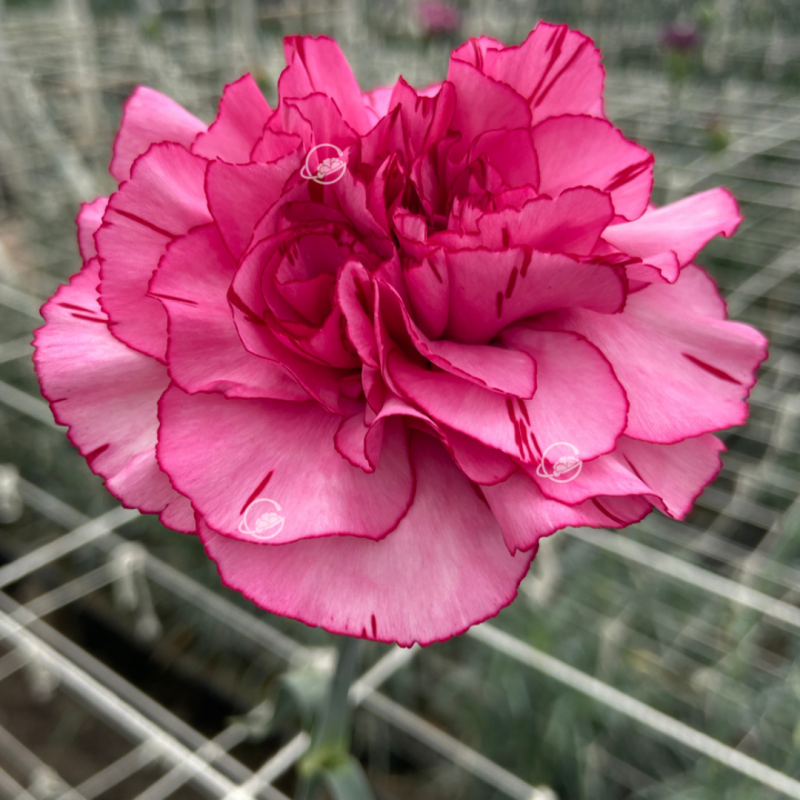 Carnation – Geoflora