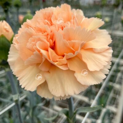 Carnation – Geoflora