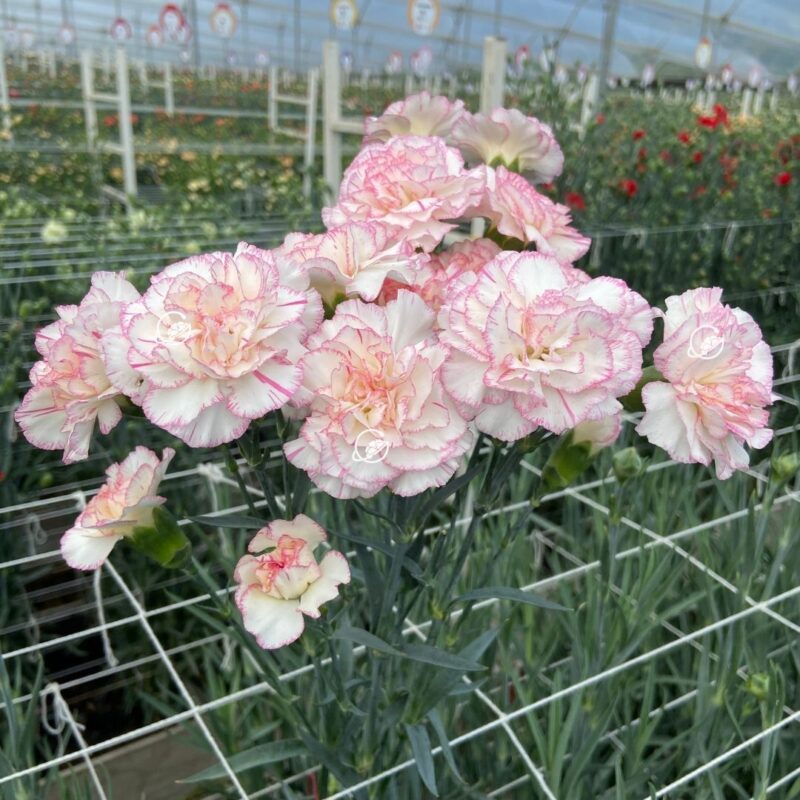 Spray Carnation – Geoflora