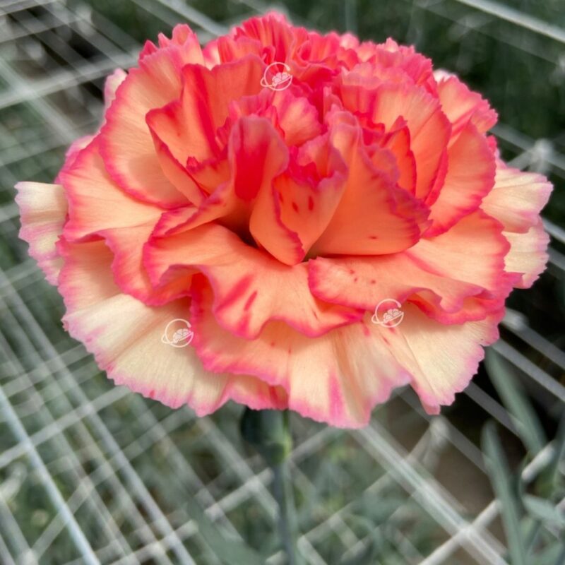 Carnation – Geoflora