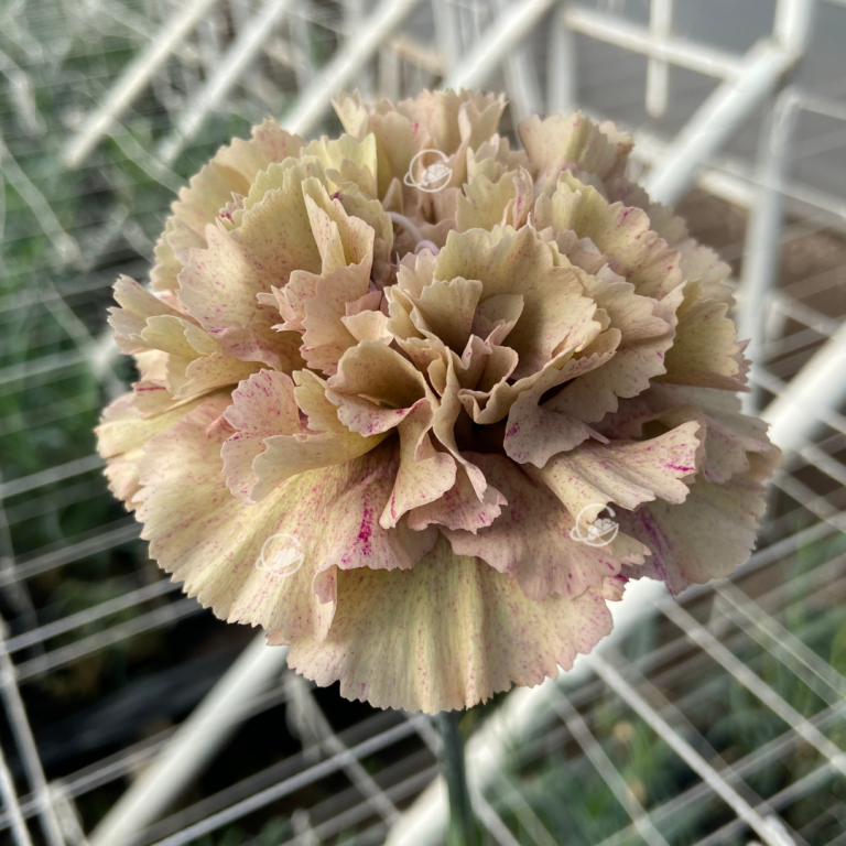 Carnation – Geoflora