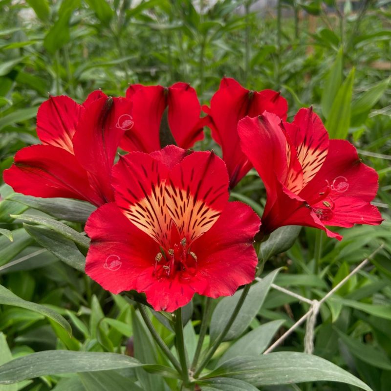 Alstroemeria – Geoflora
