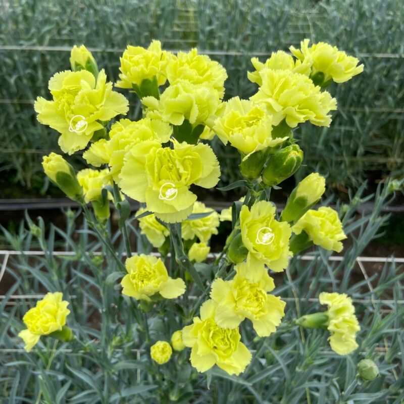 Spray Carnation – Geoflora