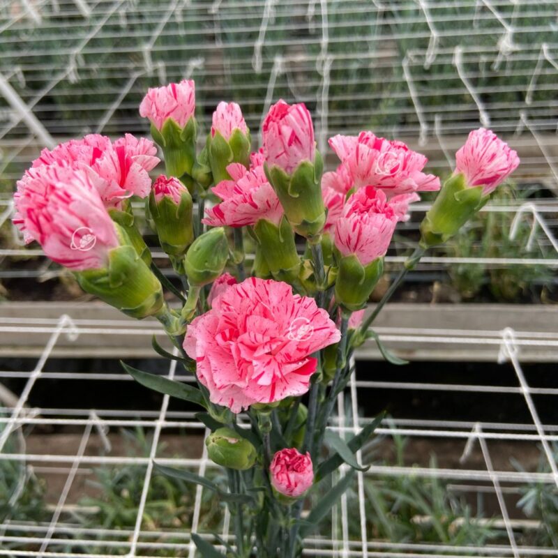 Spray Carnation – Geoflora