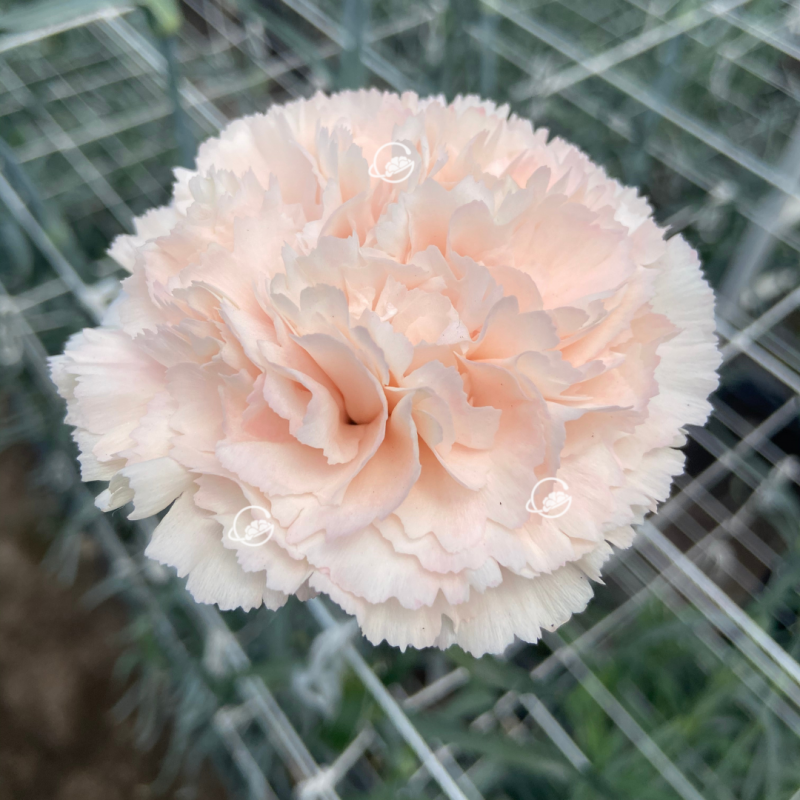 Carnation – Page 2 – Geoflora