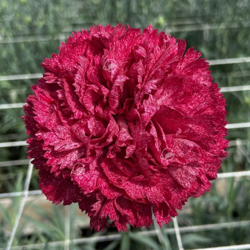 Burgundy Pixel – Geoflora