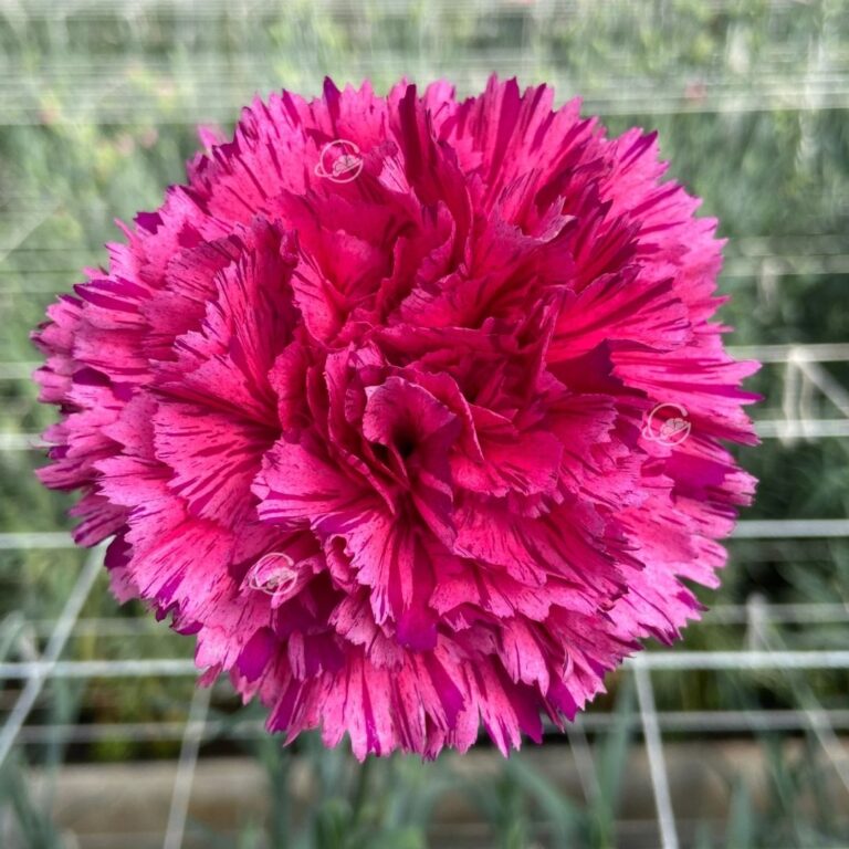 Carnation – Página 2 – Geoflora