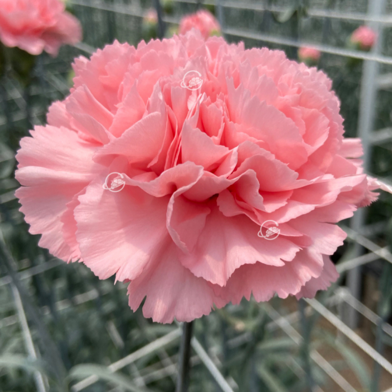 Corvette – Geoflora