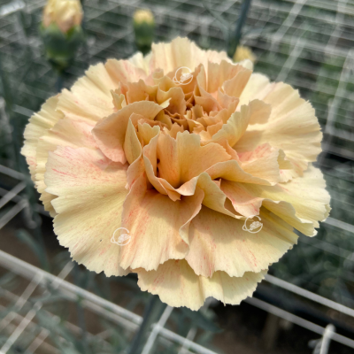 Carnation – Page 3 – Geoflora