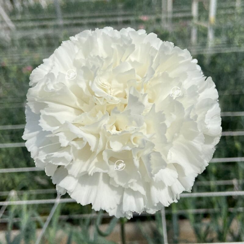 Marathon – Geoflora