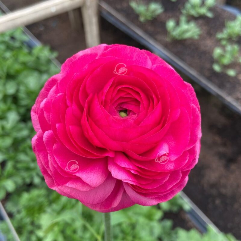 Ranunculus Geoflora