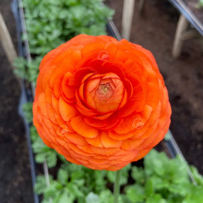 Ranunculus – Geoflora