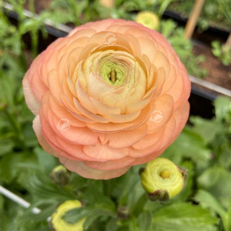 Ranunculus – Geoflora
