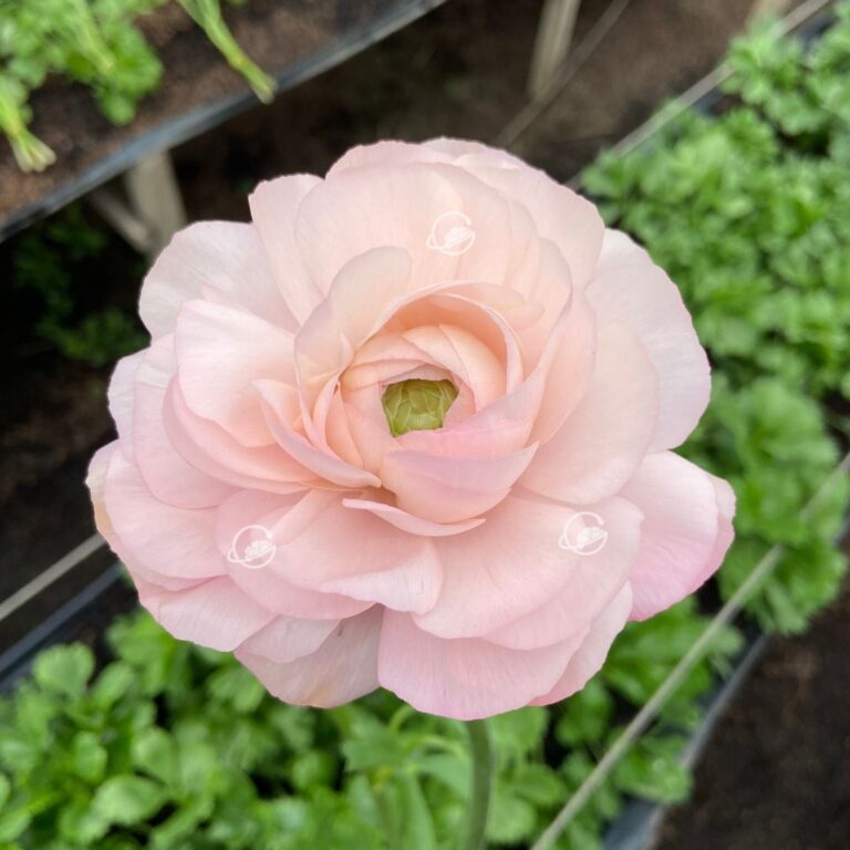 Elegance ® Light Pink – Geoflora