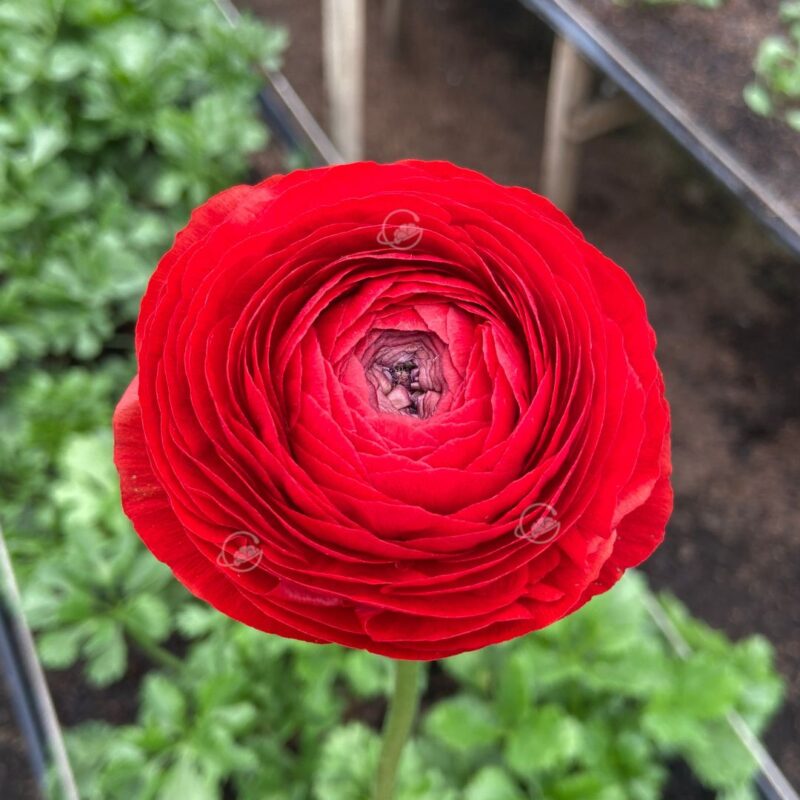 Ranunculus – Geoflora