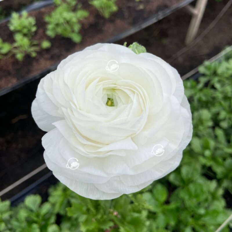 Ranunculus – Geoflora
