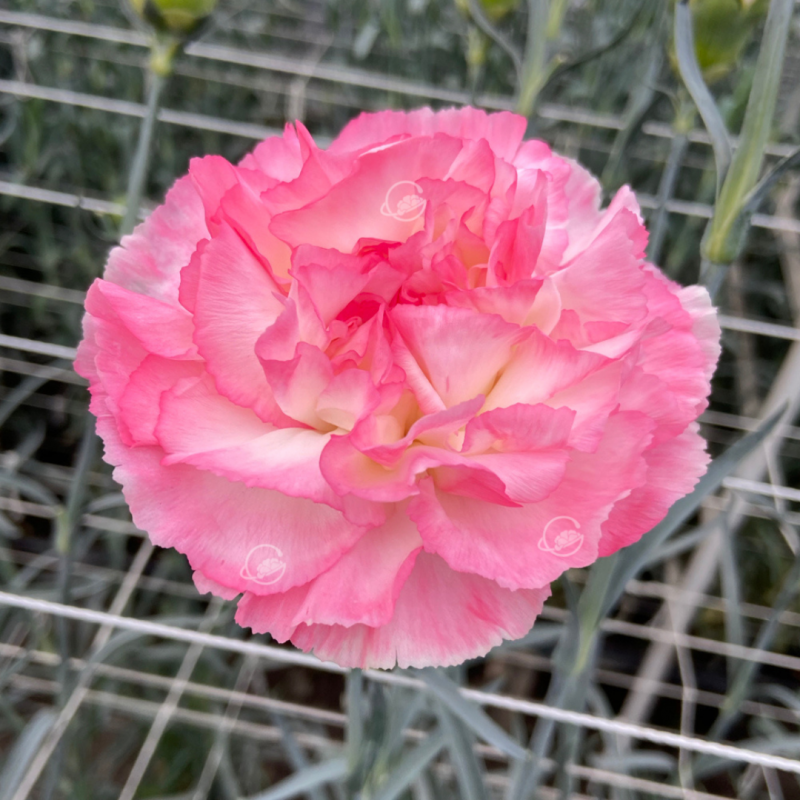 Carnation – Page 4 – Geoflora