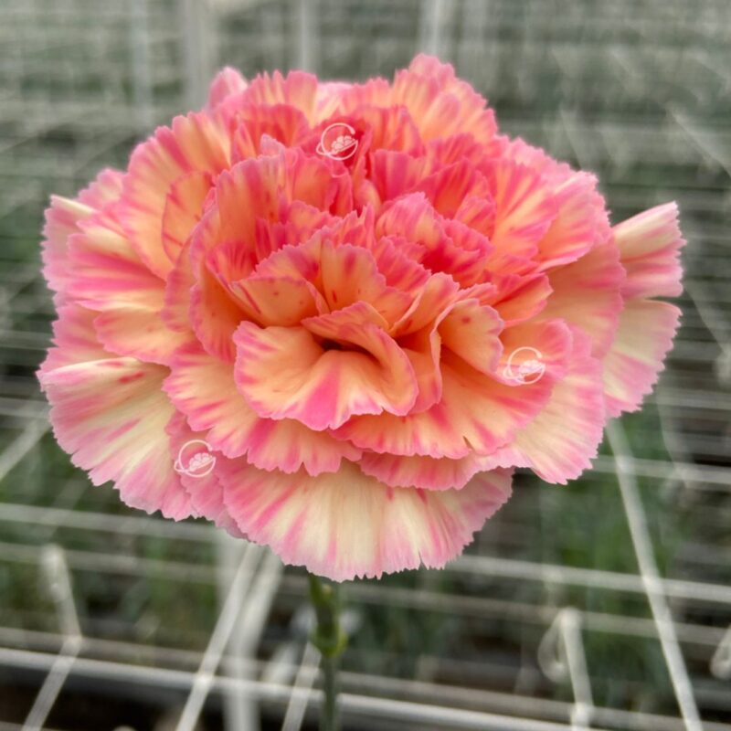 Carnation – Page 4 – Geoflora