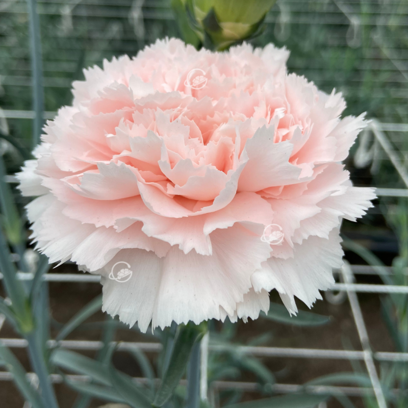 Carnation – Page 5 – Geoflora