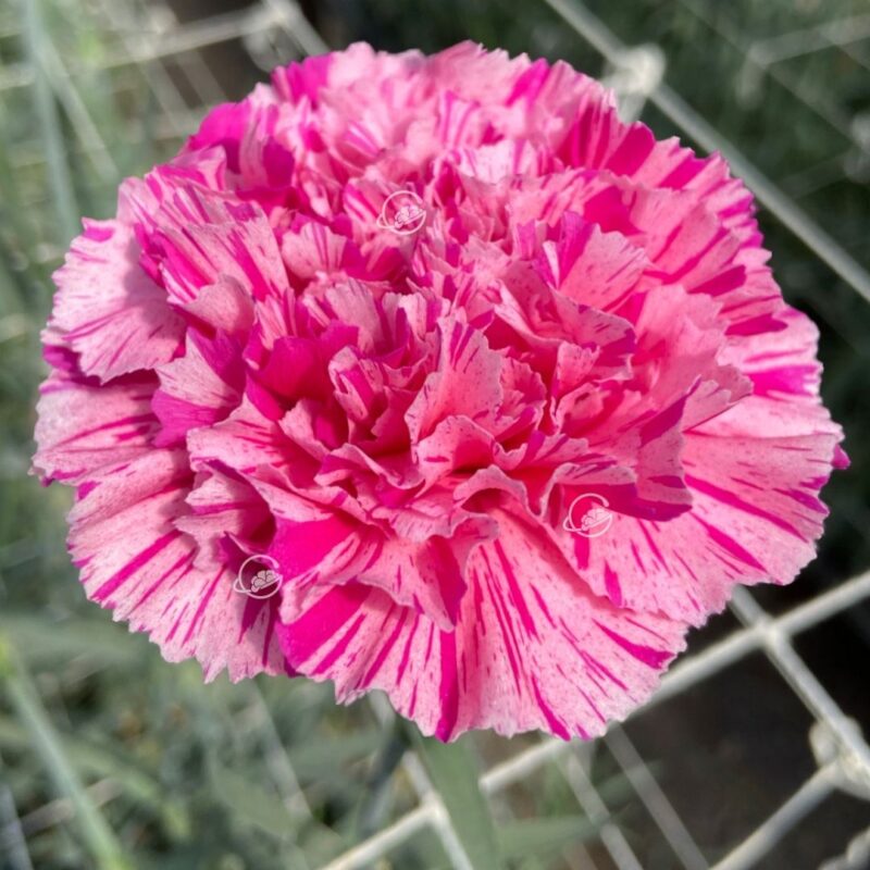 Jubilee – Geoflora