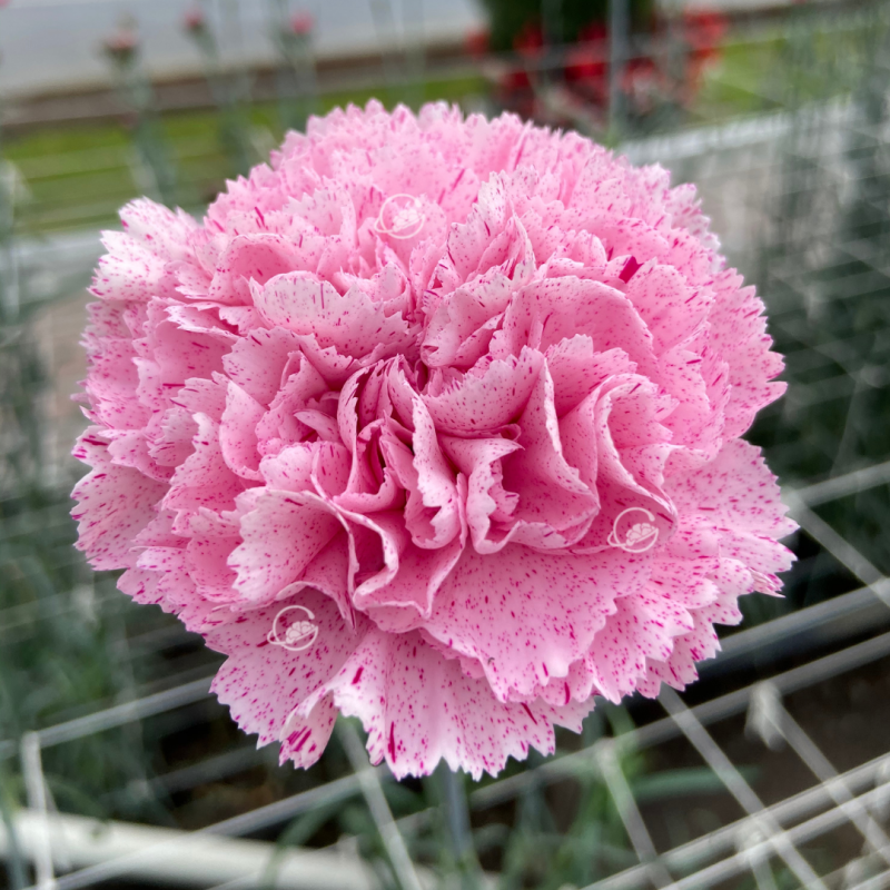 Lavender Pixel – Geoflora