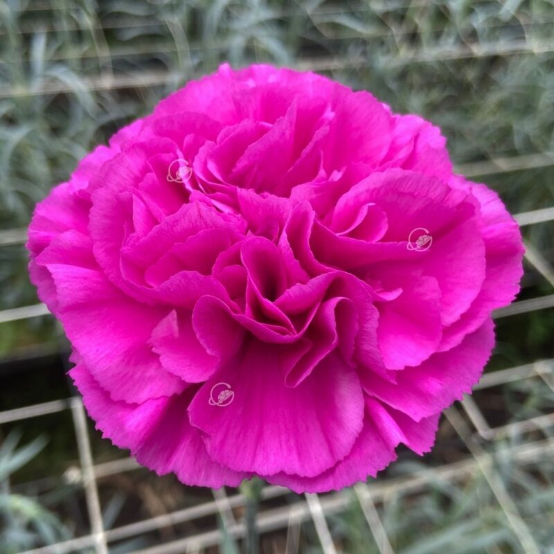 Marathon – Geoflora