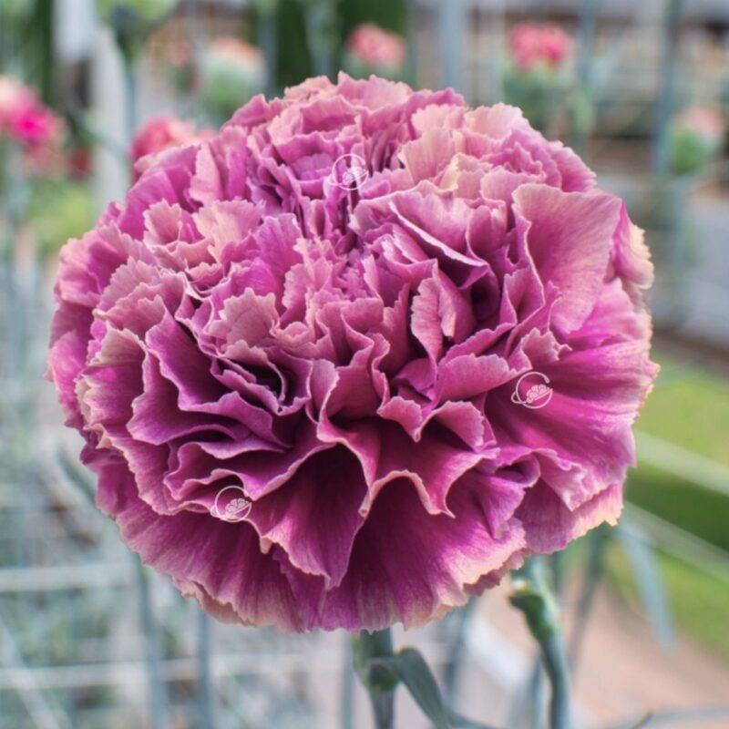 Merletto Purple – Geoflora