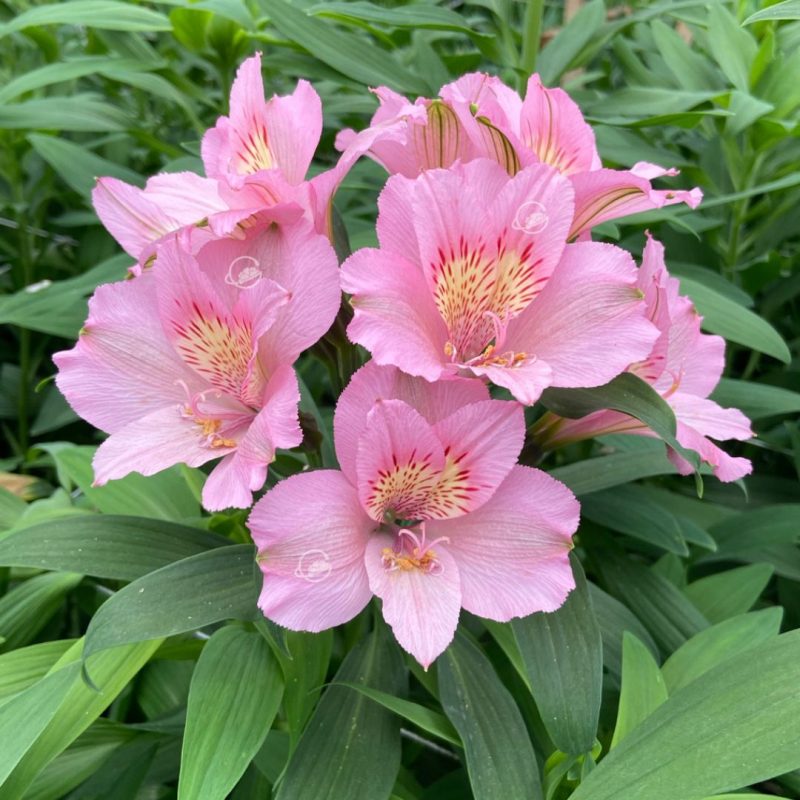 Primadonna – Geoflora