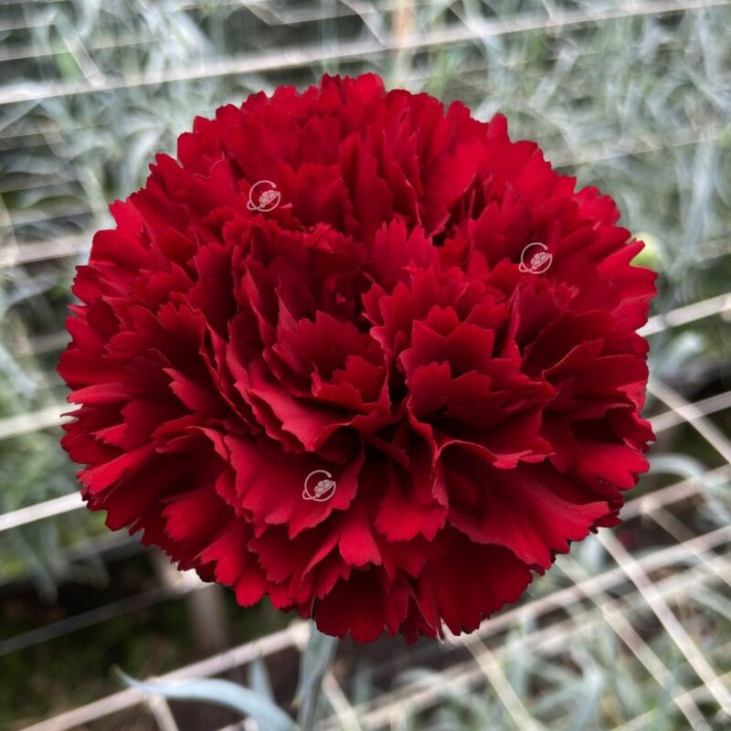 Sassicaia – Geoflora