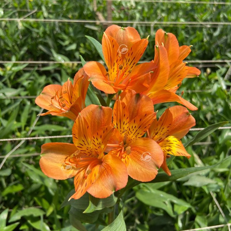 Savanna – Geoflora