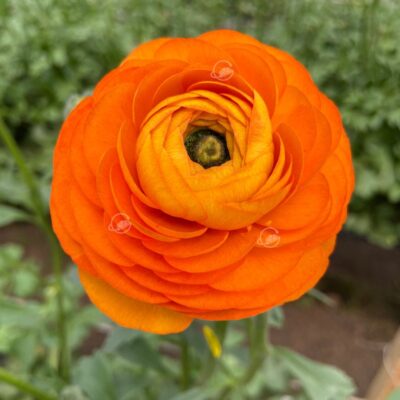 Ranunculus – Page 2 – Geoflora