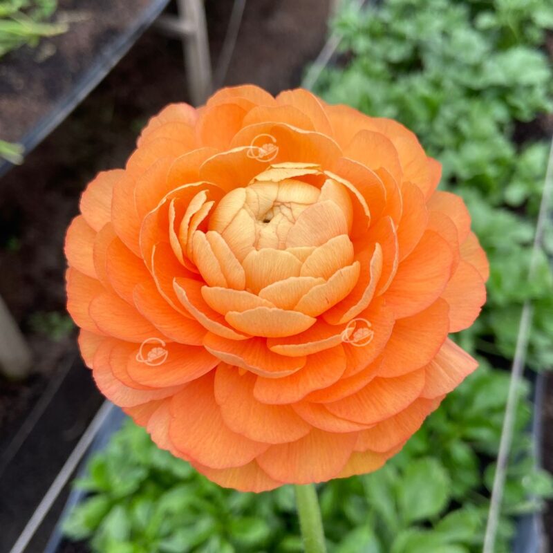 Success ® Peach – Geoflora