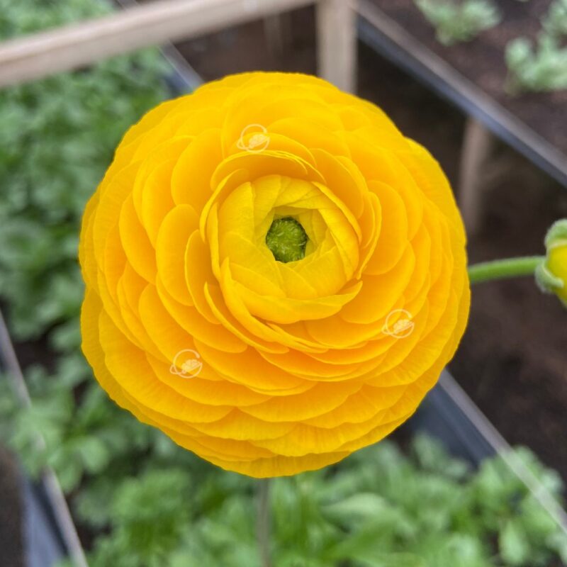 Ranunculus – Page 2 – Geoflora