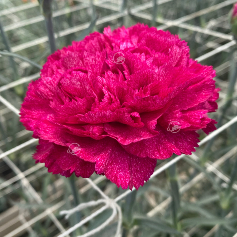 Violet Pixel – Geoflora