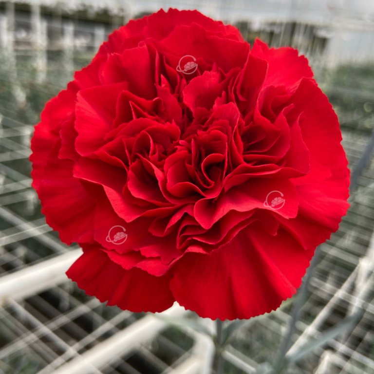 Virgilio – Geoflora