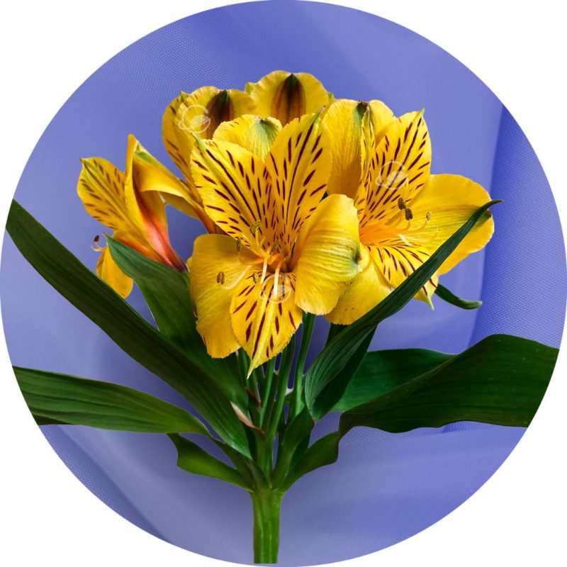 Canary – Geoflora