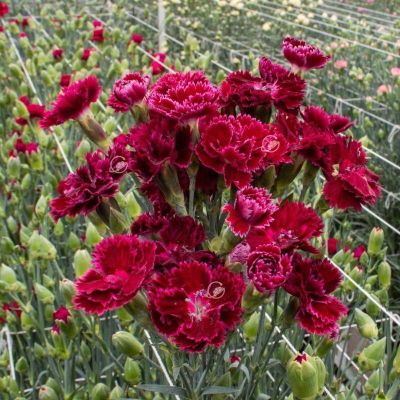 Spray Carnation – Page 3 – Geoflora