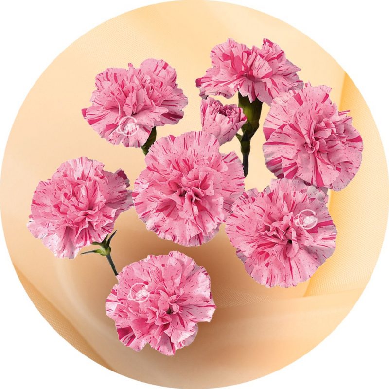 Spray Carnation – Geoflora