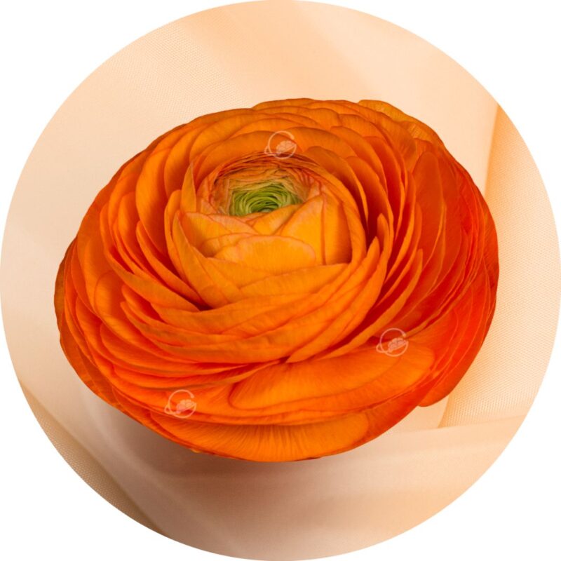Ranunculus – Geoflora