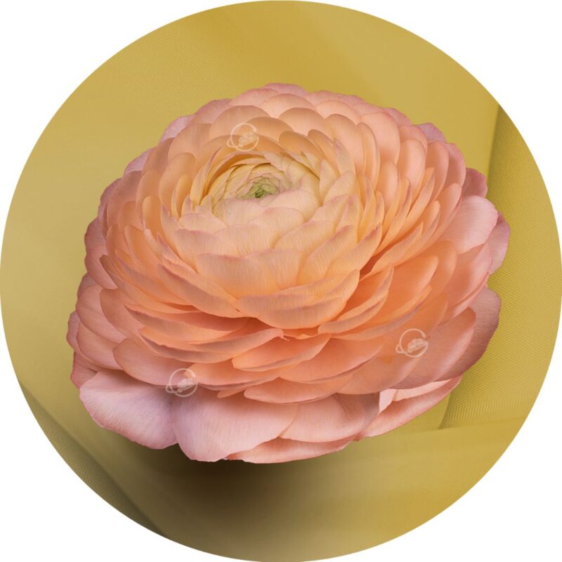 Ranunculus – Geoflora