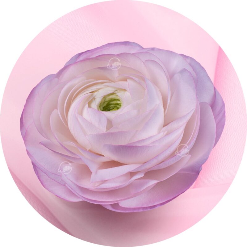 Elegance ® Light Pink – Geoflora