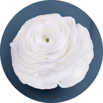 Ranunculus – Geoflora