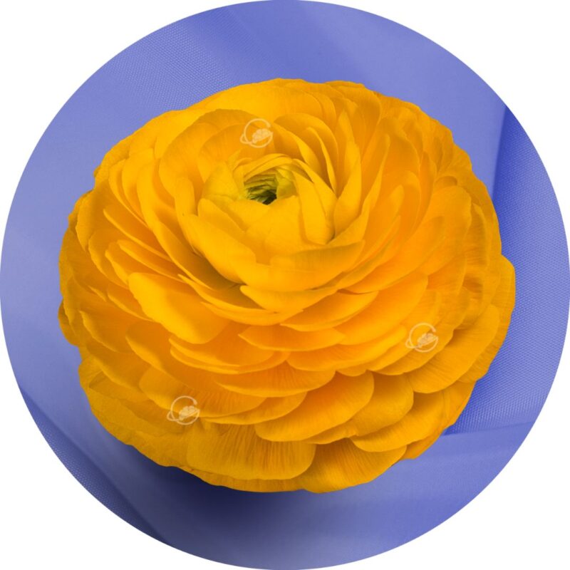 Ranunculus – Geoflora