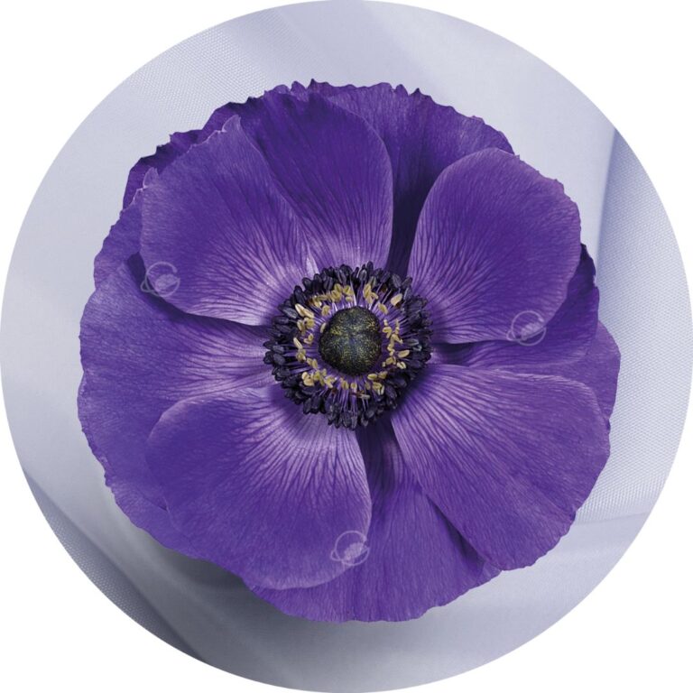 Mistral Plus ® Blu – Geoflora