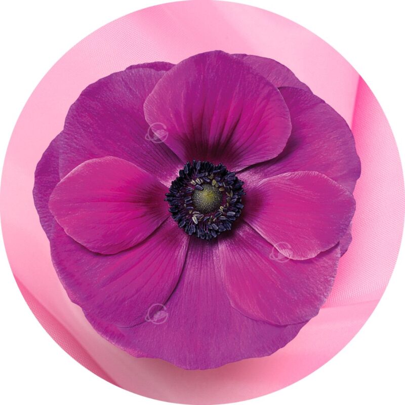 Mistral Plus ® Fucsia – Geoflora