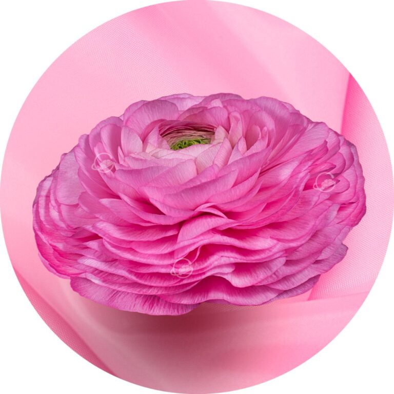 Success ® Hot Pink – Geoflora