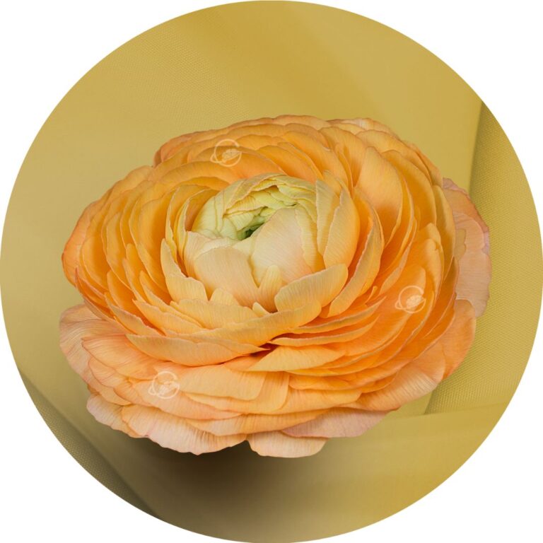 Success ® Peach – Geoflora