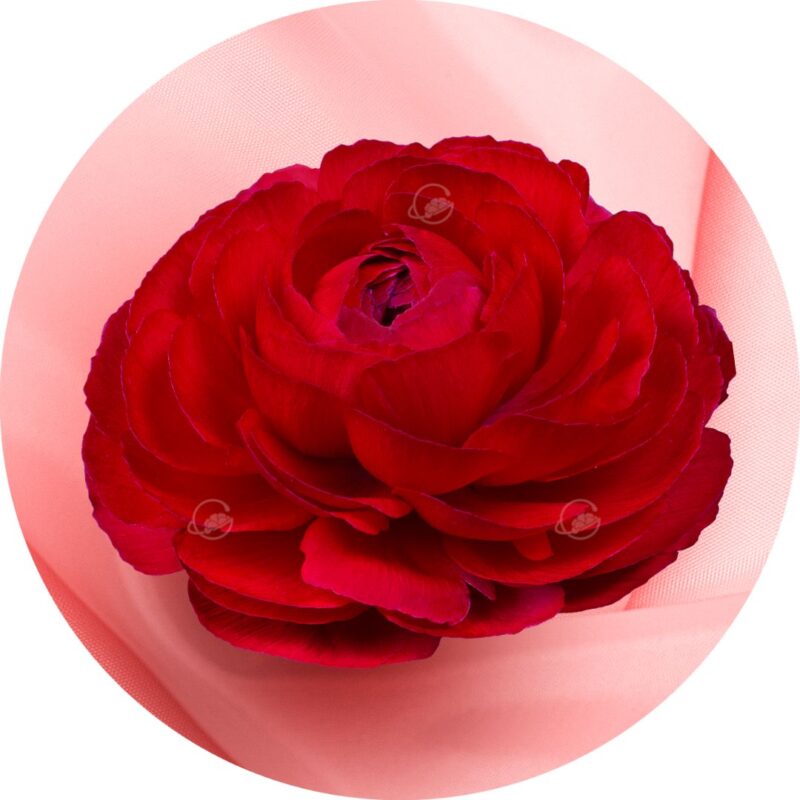 Success ® Red – Geoflora