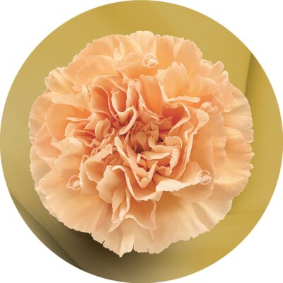 Carnation – Geoflora